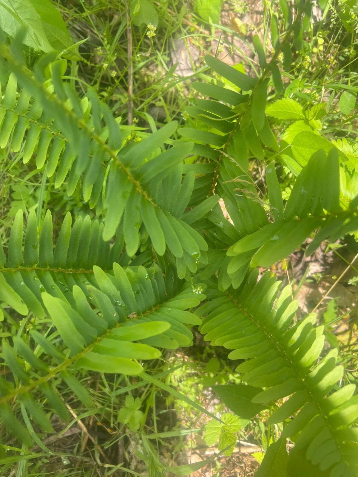 Live Christmas Fern Root - Bare Root Woodland Perennial - Native Smoky ...