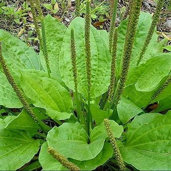 Organic Bare Root Plantago Major Broadleaf Plantain - Live 3-4" Plants ...