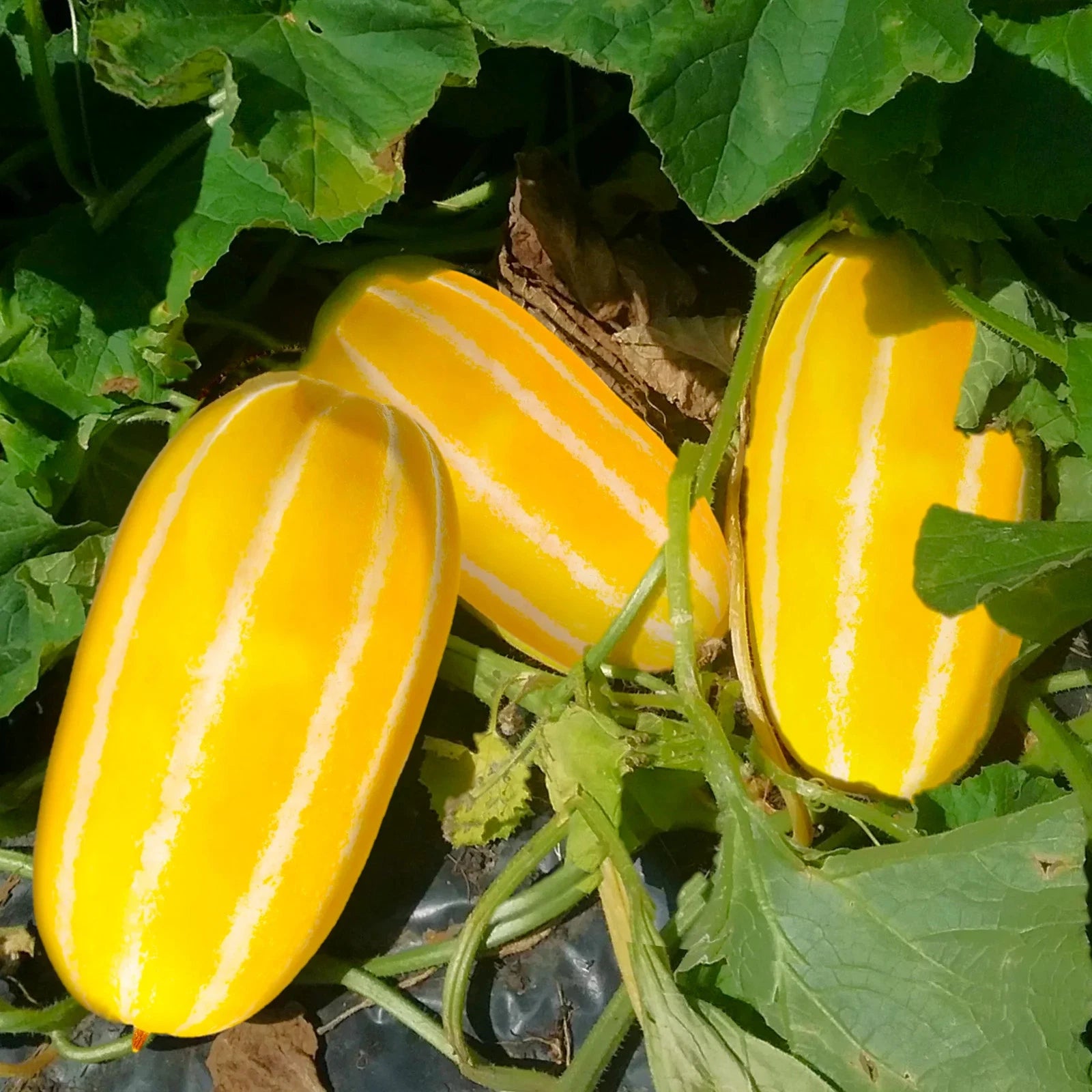 Golden Giant Korean Melon Seeds - Hybrid Yellow with White Stripes ...