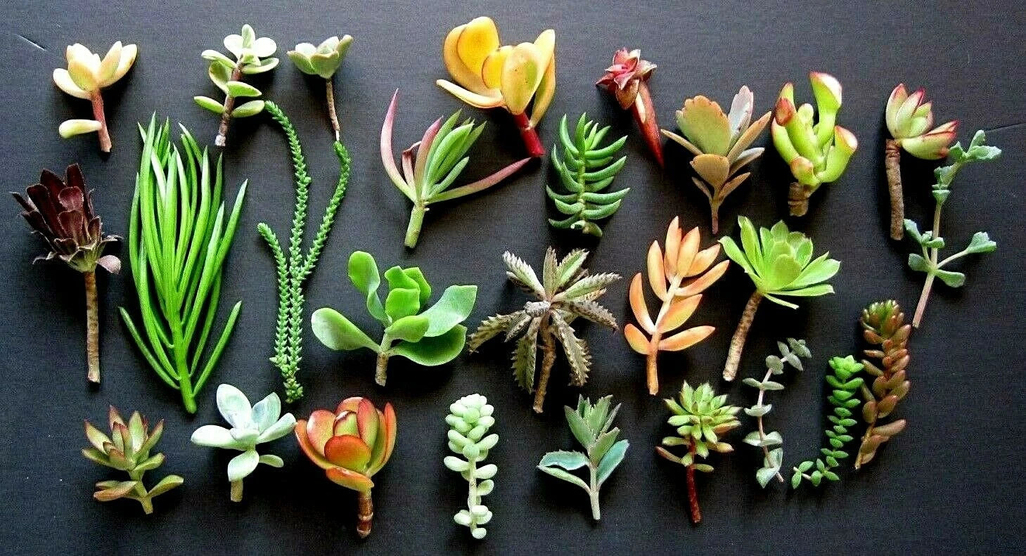 Mini Succulents Cuttings - 20 Varieties, Colorful, 1"-3" - Nice ...
