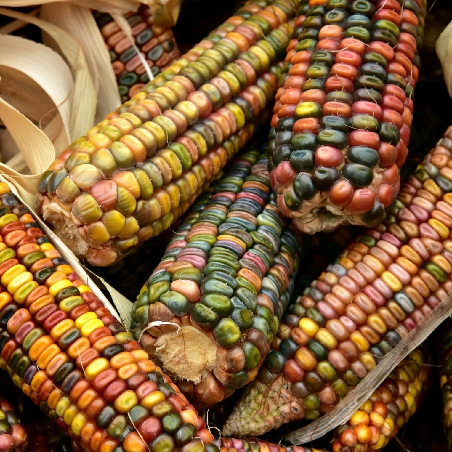 Ornamental Corn Seeds - Pastel Rainbow Glass Gem Popcorn - Zea mays ...
