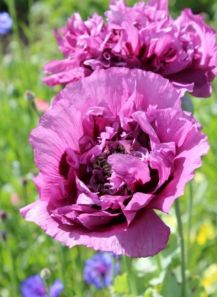 Double Purple Poppy Seeds - 200+ Count for Garden Planting - Papaver ...