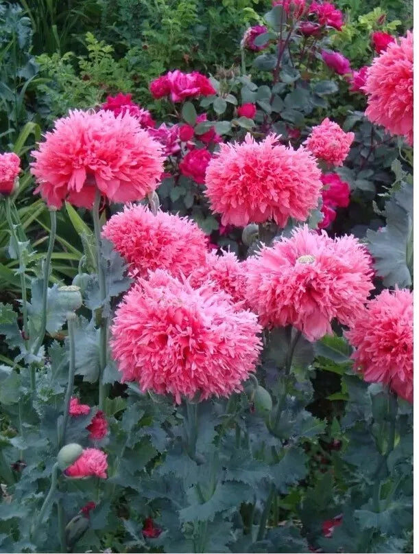 Heirloom Peony Poppy Seeds - 200+ Pack - Papaver Paeoniflorum - Gorgeo ...