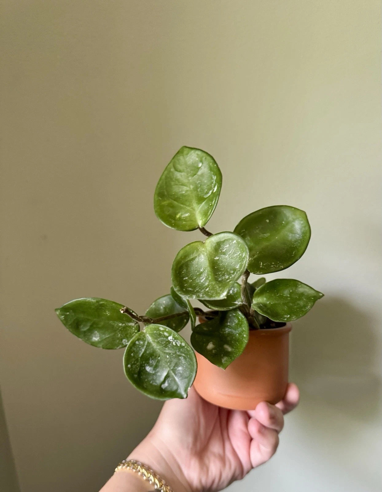 Hoya Chelsea Cuttings - Rooted Hoya Carnosa Chelsea Plant Cuttings ...
