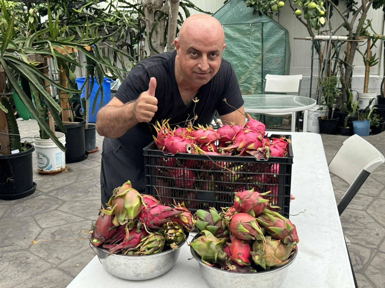 Dragon Fruit Cuttings 8-14 Inches Long - Hylocereus Undatus - Fresh ...
