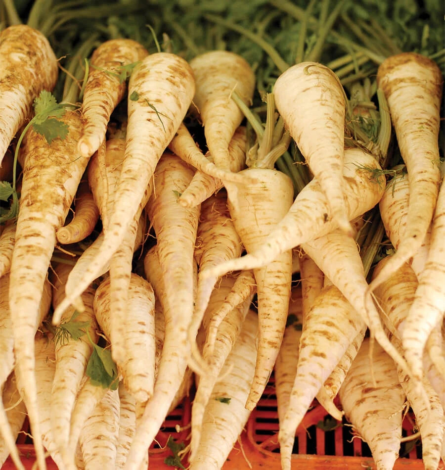 Parsnip Seeds - Early Harris Model - Fall Garden - Pastinaca sativa ...