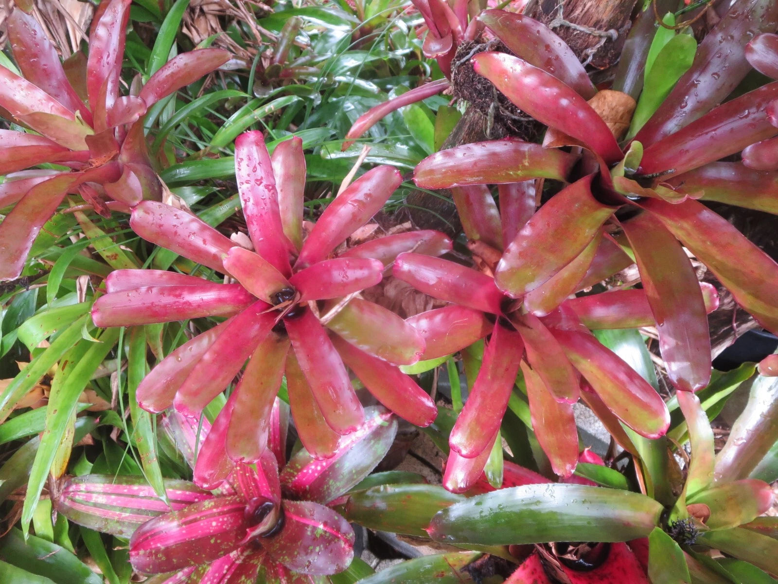 Neoregelia Bromeliad Fireball - Set of 3 Colorful Tropical Plants ...