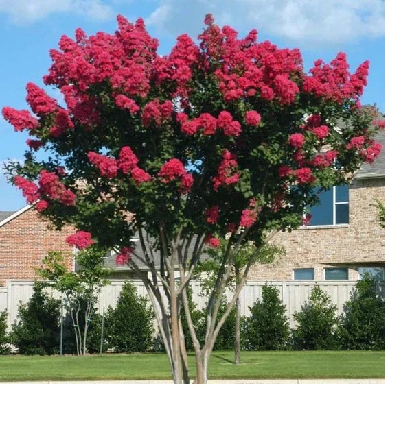 Dynamite Crape Myrtle 16+ Inches Live Plant Lagerstroemia Indica Whit ...
