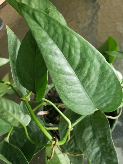 Cebu Blue Pothos Plant - 4" Pot - Easy Care Climbing Philodendron - Ep ...