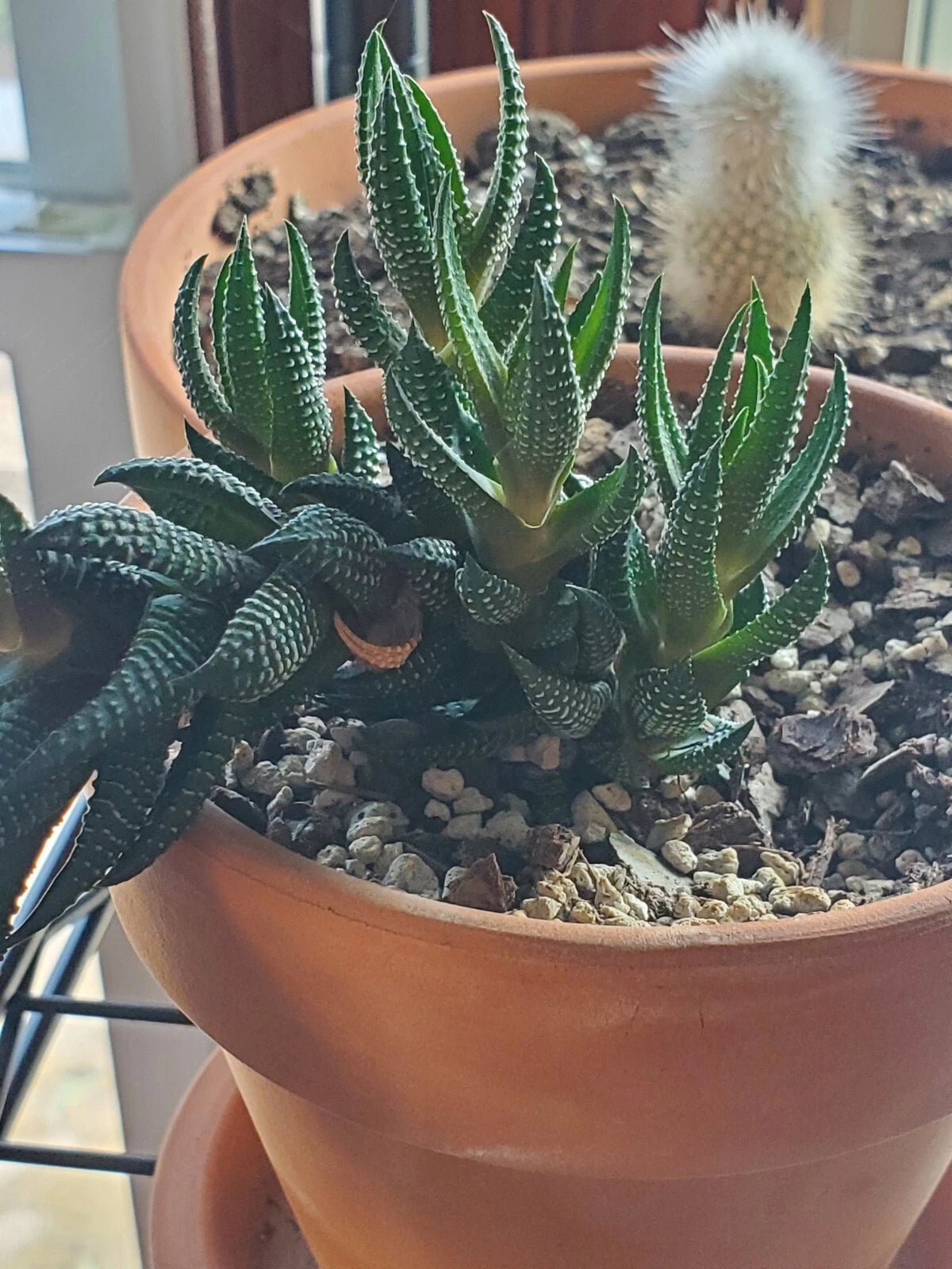Zebra Plant Live Cutting | Haworthia Variegated Succulent | Indoor ...
