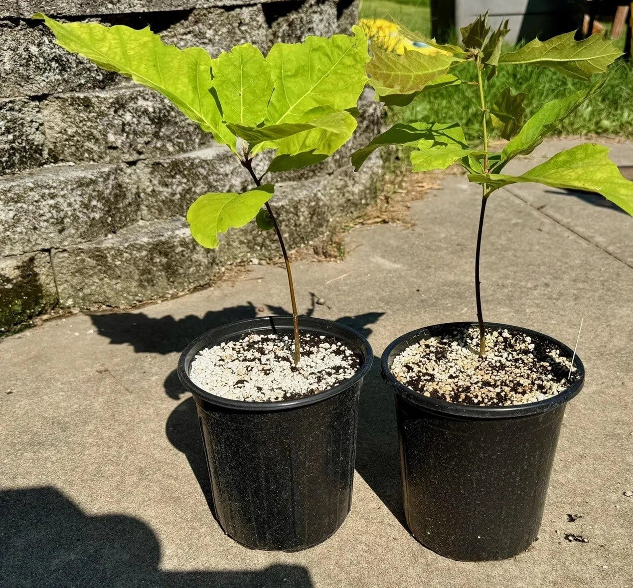 Live Red Oak Tree Seedlings 1-3 Years, Cold Hardy & Well Rooted ...