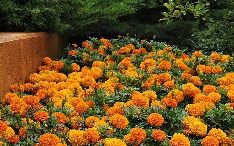 Petite French Marigold Seeds Mix - 200+ Seeds - Dwarf Flowers for Gard ...