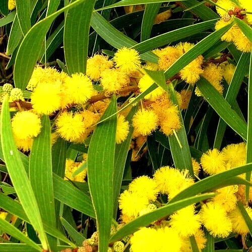 Formosan Koa Tree Seeds - 10 Count - Fast Growing Exotic Plant - Acacia ...
