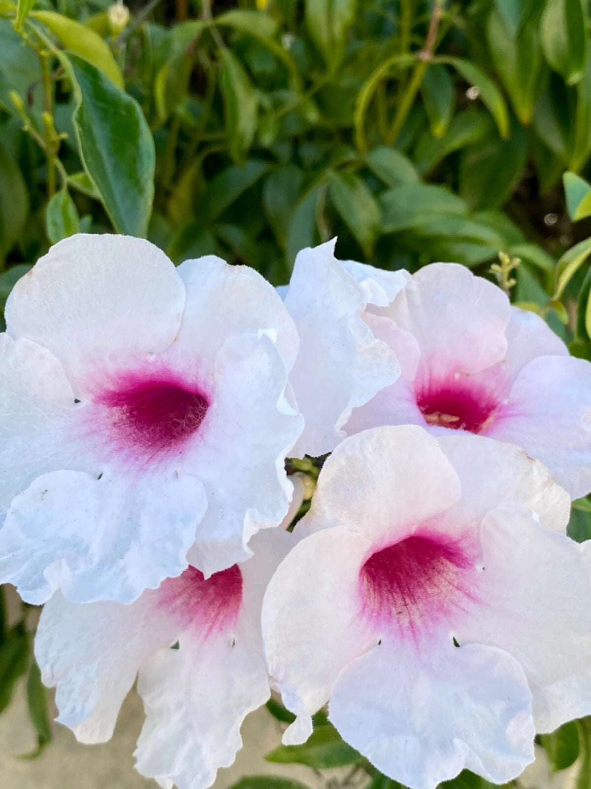PINK BOWER PANDORA Vine Cuttings 7 Pack Fragrant Pink/White (Pandorea ...