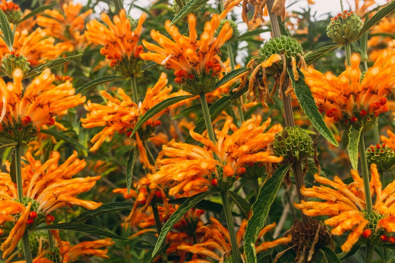 Lions Tail 100 Seeds - Leonotis Leonurus - Clip Dagga - Lion's Mane/Ta ...
