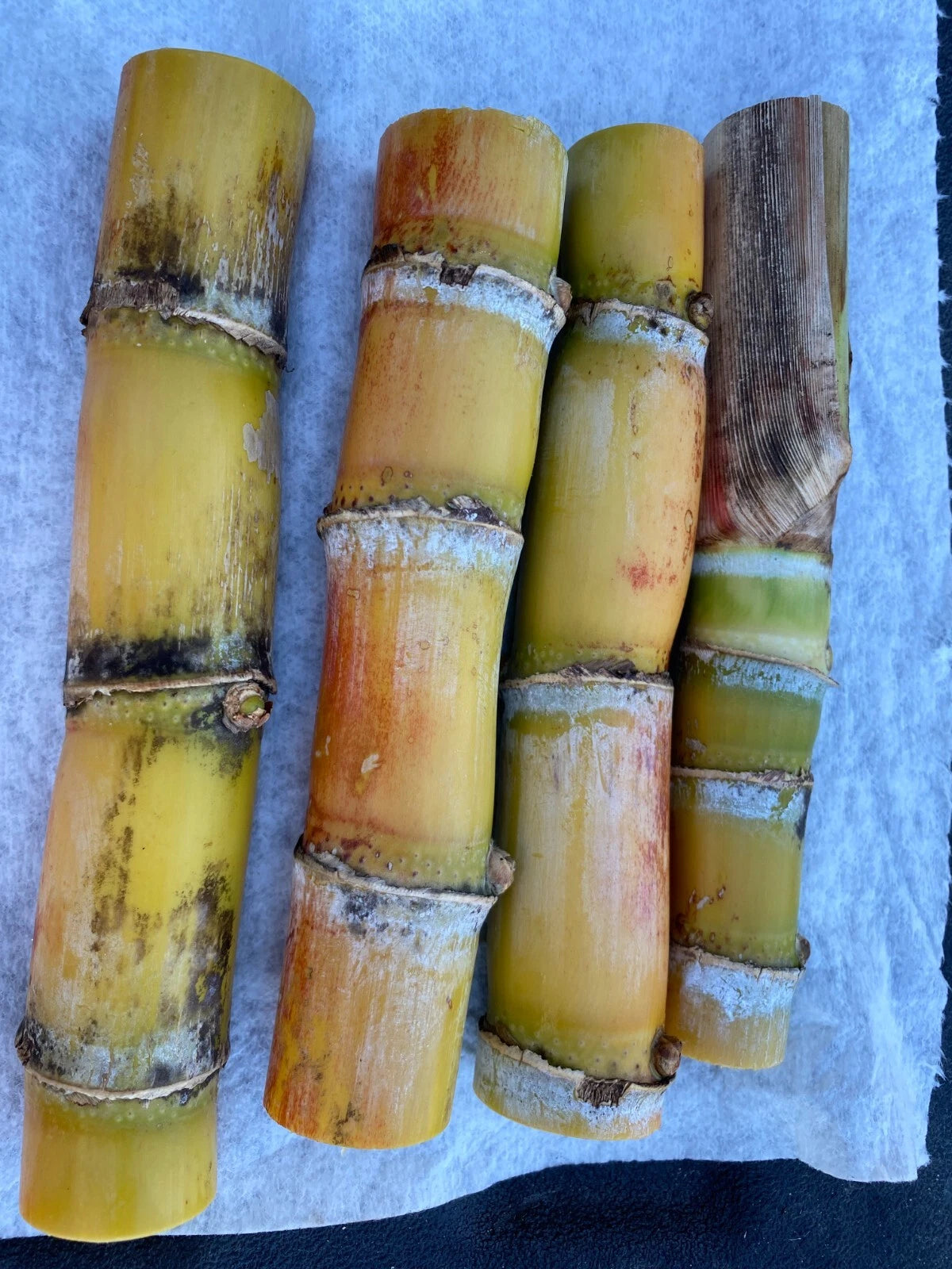 Sugarcane Buds - Fresh Cut Heirloom - Ready to Plant - 4+ Buds ...