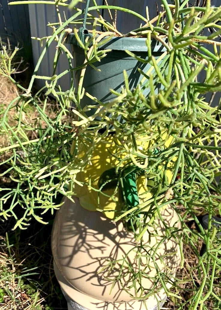Fresh Cuttings - Rhipsalis Prismatica - Rare Orchid Cactus - Unique ...