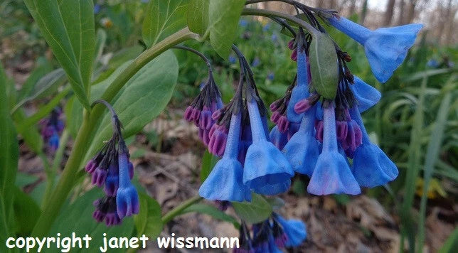 Virginia Bluebells Seeds - 200 Count - Mertensia virginica - Native ...