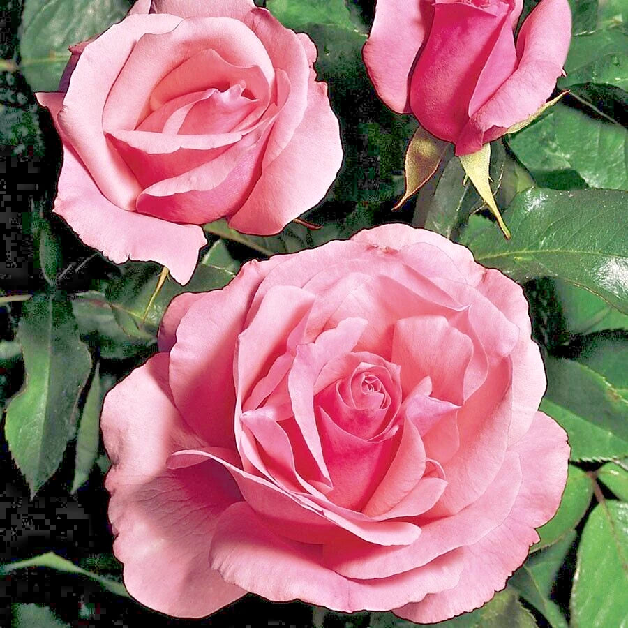 Queen Elizabeth Rose Bush 1-2' Pink Live Plant Rosa 'Queen Elizabeth ...