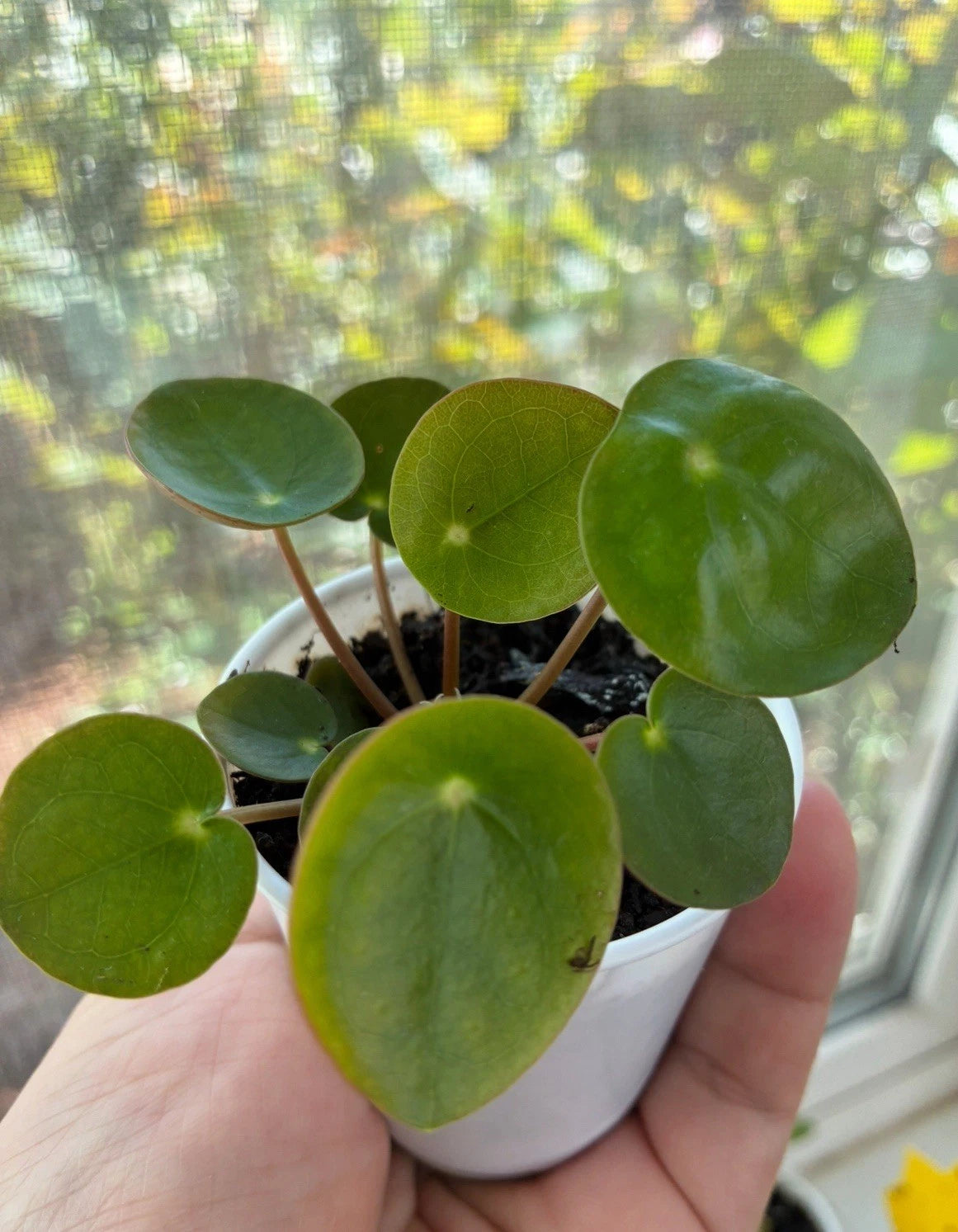 Live Chinese Money Plant Pilea peperomioides - 2" Pot Indoor House Pla ...
