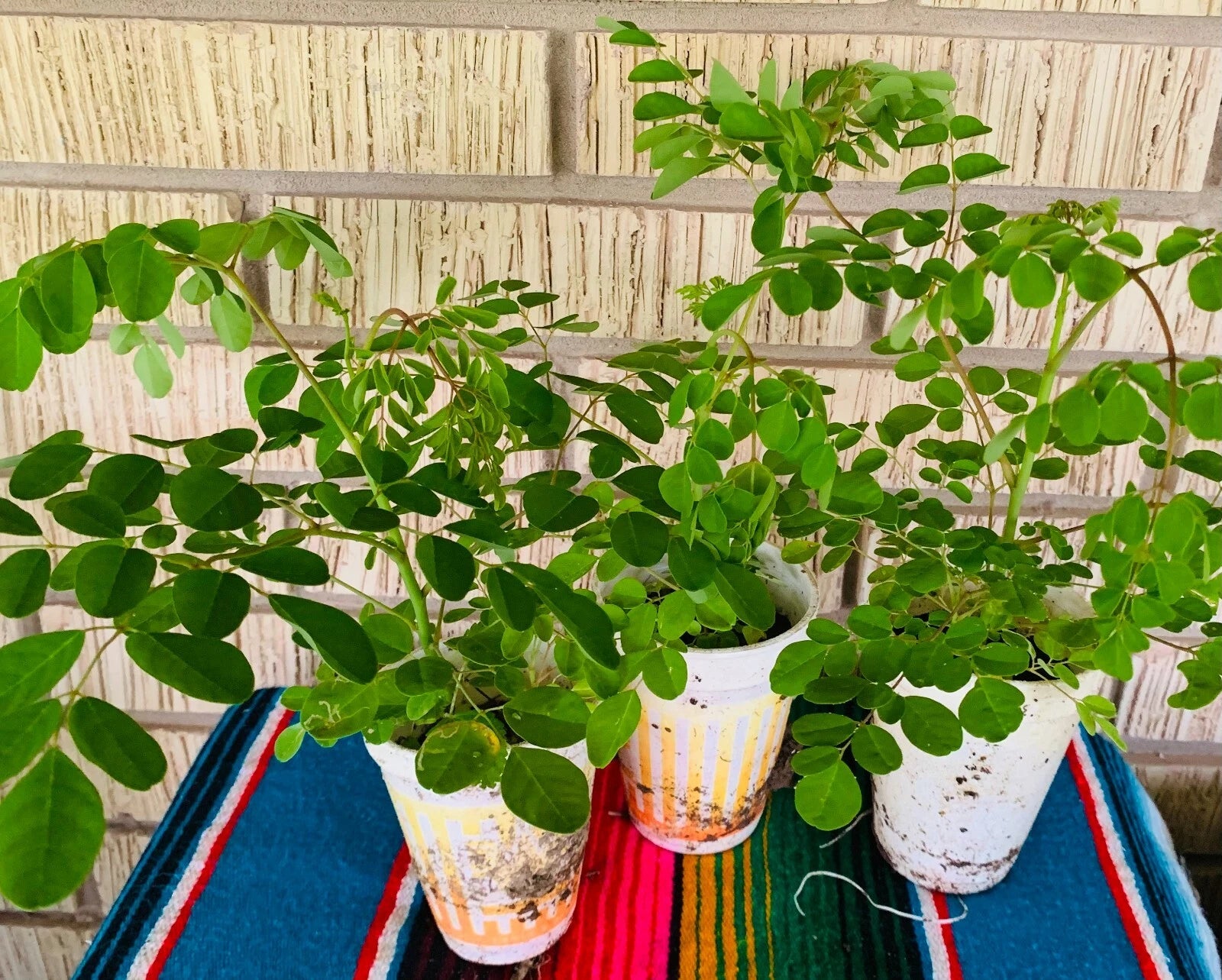 Moringa Oleifera Plant - 12" Edible Leaves Tree - 2 Potted Plants ...
