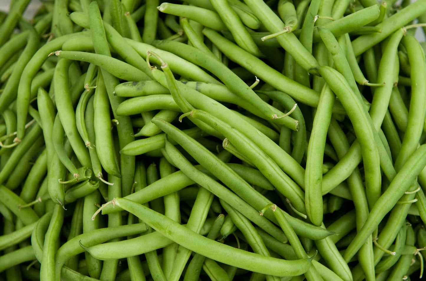 Green Bean Seeds - Tenderette Green Beans - Fresh Seeds - Phaseolus ...