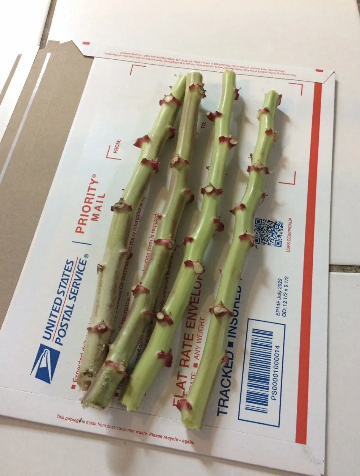 Organic Sweet Red Cassava Cuttings - 4 Yuca Cuttings - Manihot ...