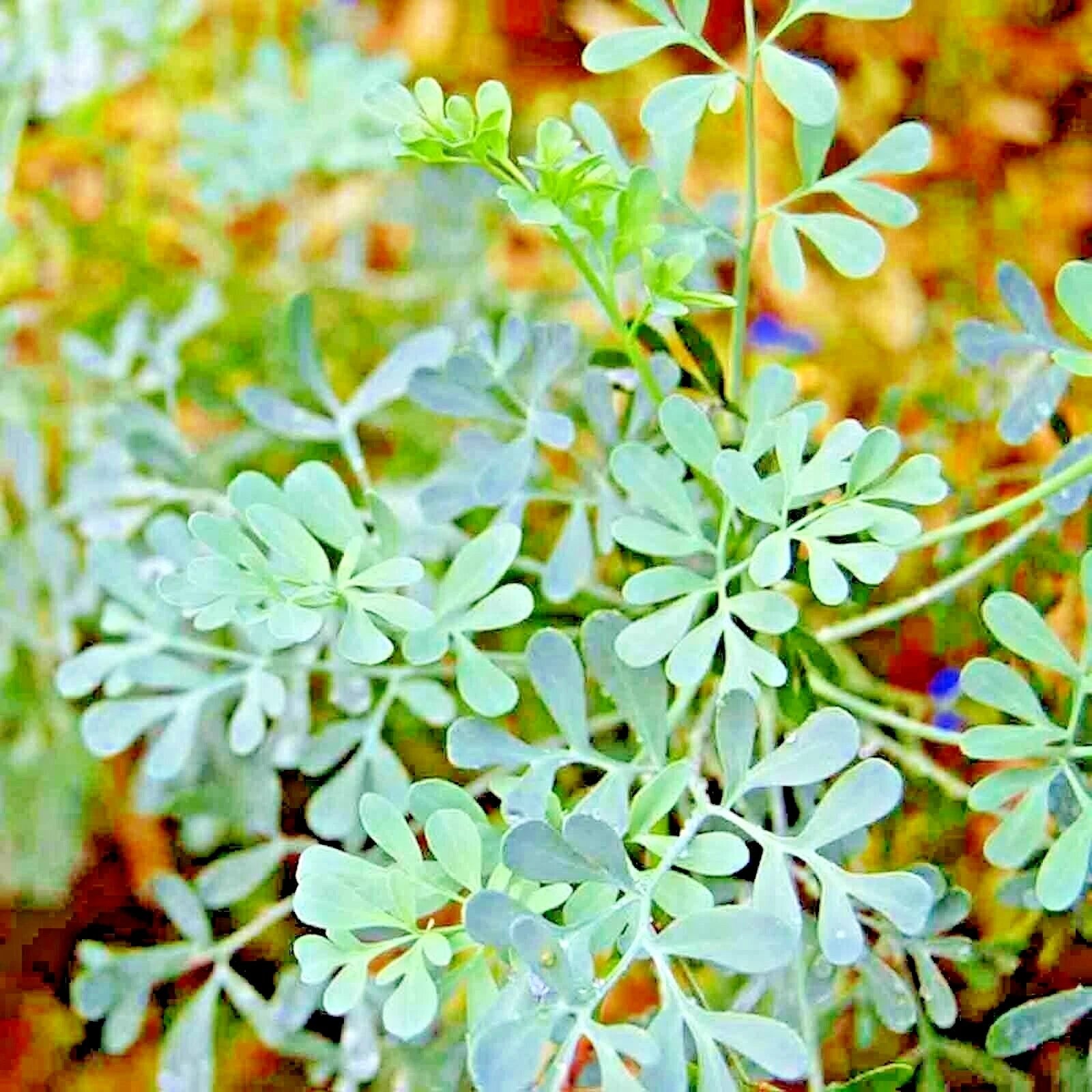 Rue Seeds - 300+ Heirloom Insect Pest Repellent Herb - Ruta graveolens ...