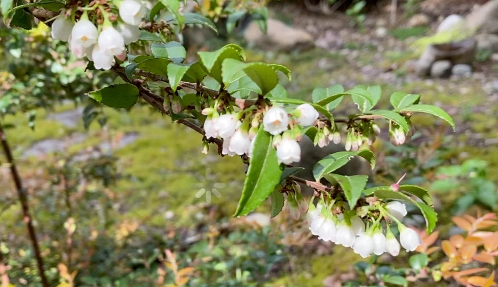 Evergreen Huckleberry Cuttings 6-Pack Edible Berries Native Plant Vacc ...