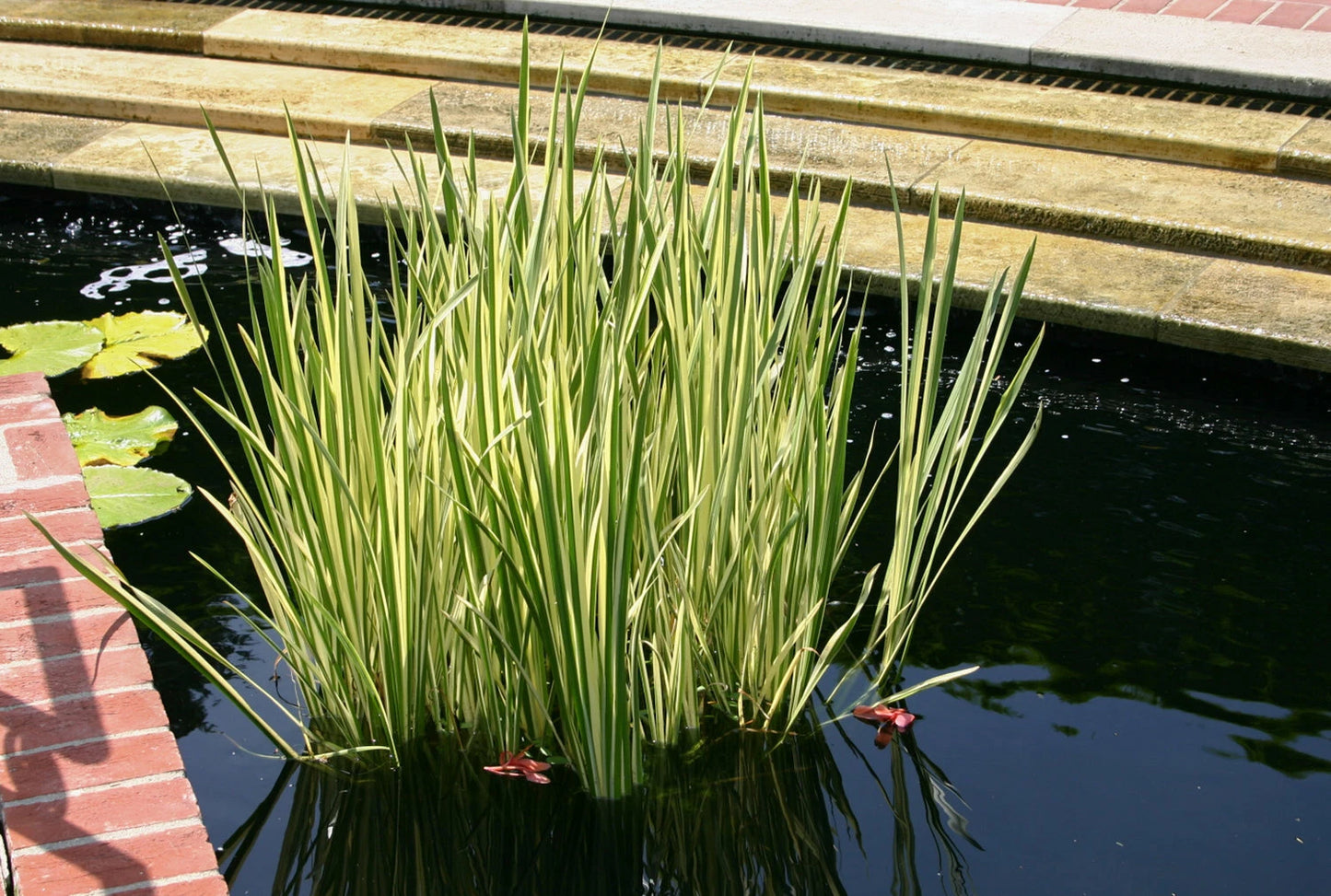 Cold Hardy Variegated Sweet Flag Aquatic Plant - Ideal for Ponds ...