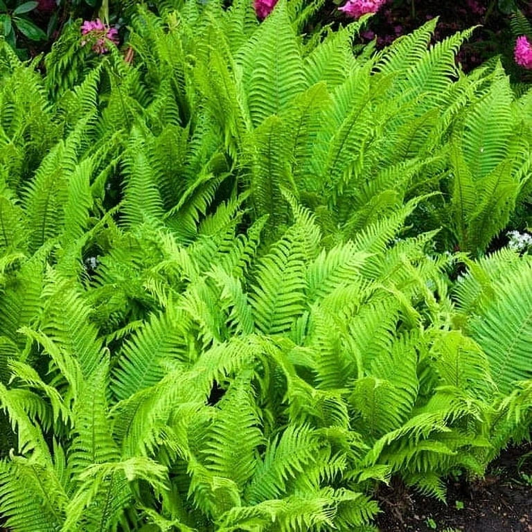 Hay Scented Fern Clumps Bare-root Green Ground Cover Dennstaedtia punc ...