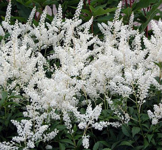 Astilbe Gladstone Bare Root Divisions 40 Count - Pink Flowering ...