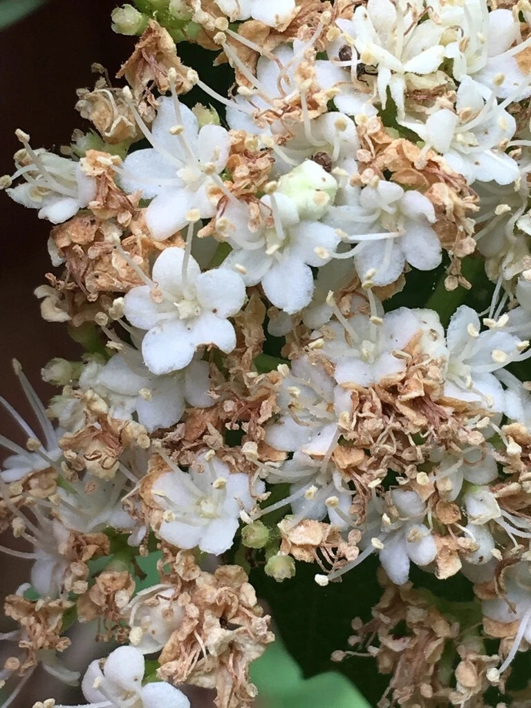 Arrow Wood Viburnum Seeds - Viburnum Dentatum - Native Shrub for ...