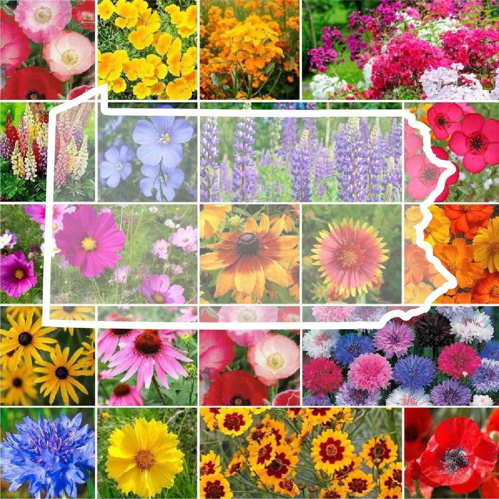 Pennsylvania Wildflower Seed Mix - Perennials & Annuals, Non-GMO, 1000 ...