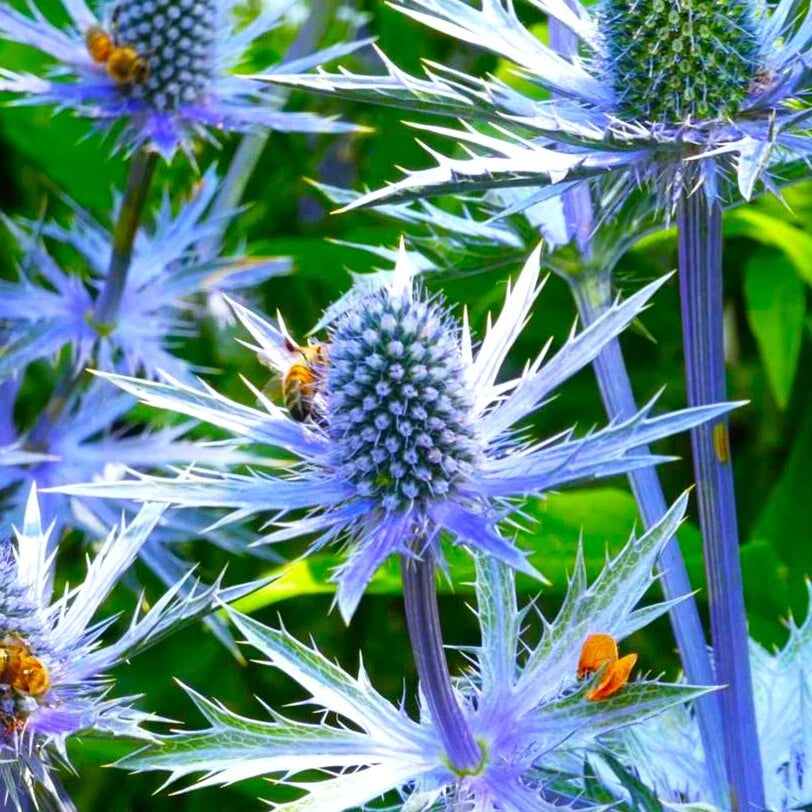 Sea Holly Seeds | Blue Thistle Seeds | Eryngium Planum | 2025 Fast ...