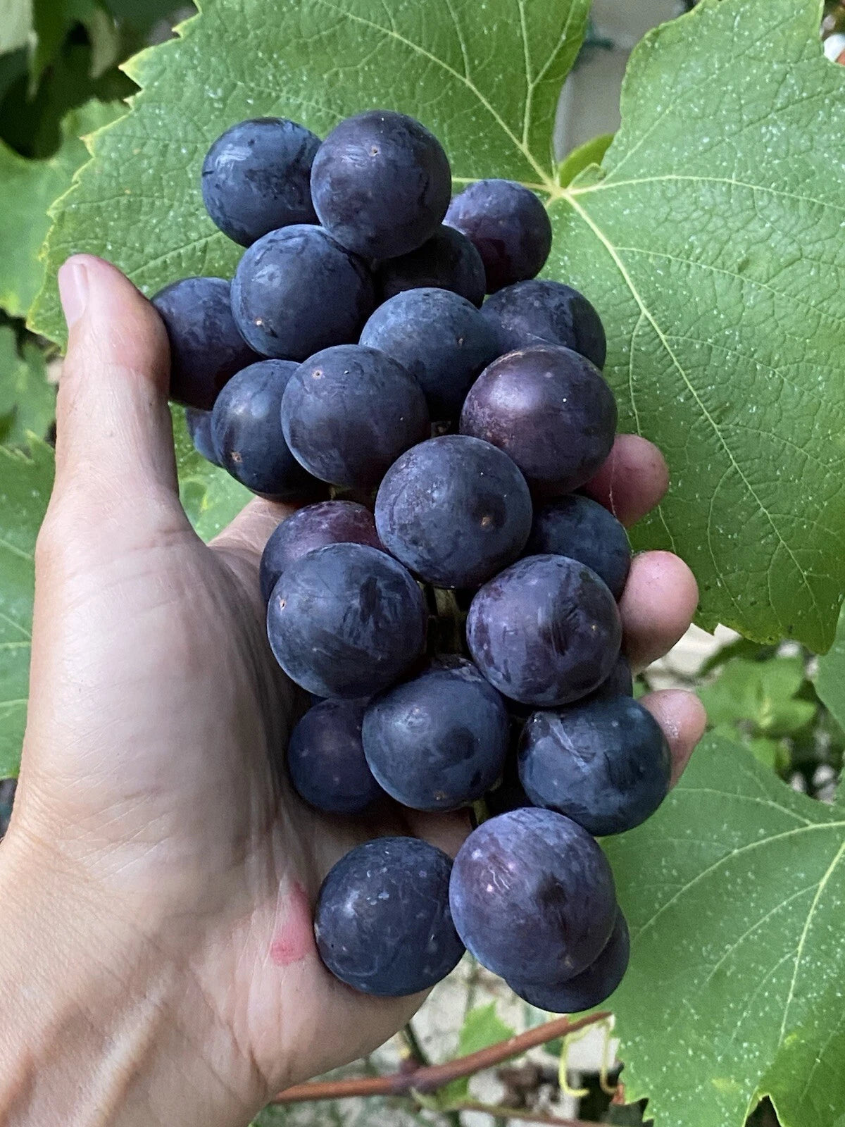 Everest Grape Cuttings - 4 Healthy 2-3 Node Cuttings for Grafting or ...