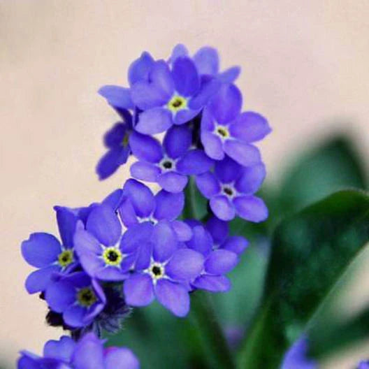 Forget Me Not Seeds - Indigo Blue Perennial Groundcover - Non-GMO - 200 ...