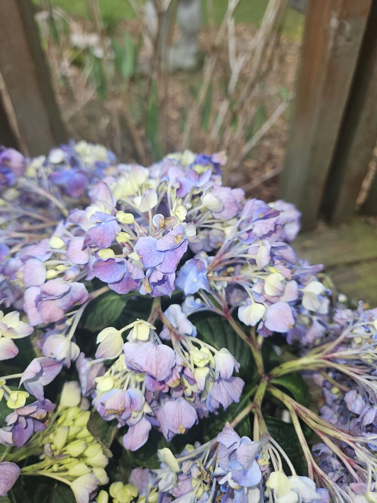 Bare Root Pink Hydrangea Plant - Medium Size - Elegant Blooms - Hydran ...