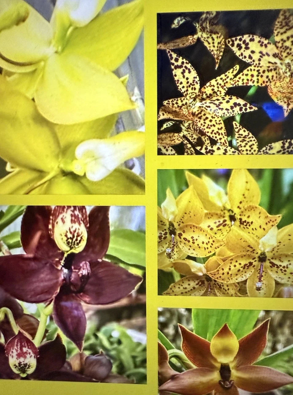 Cyc Orchid Plants - Small Bulb - Choose Your Variety - Bare Root ...