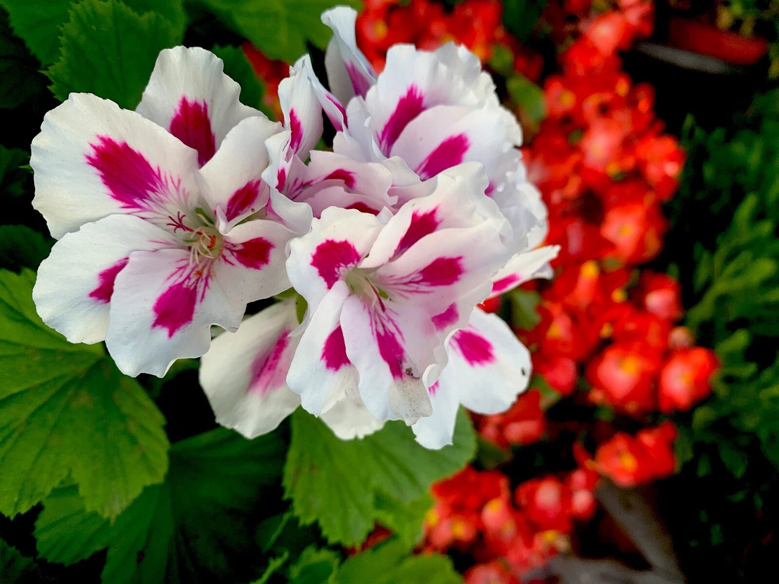 Rare Geranium Cuttings, 6 Inches Long, White/Pink, Pelargonium spp., 3 ...