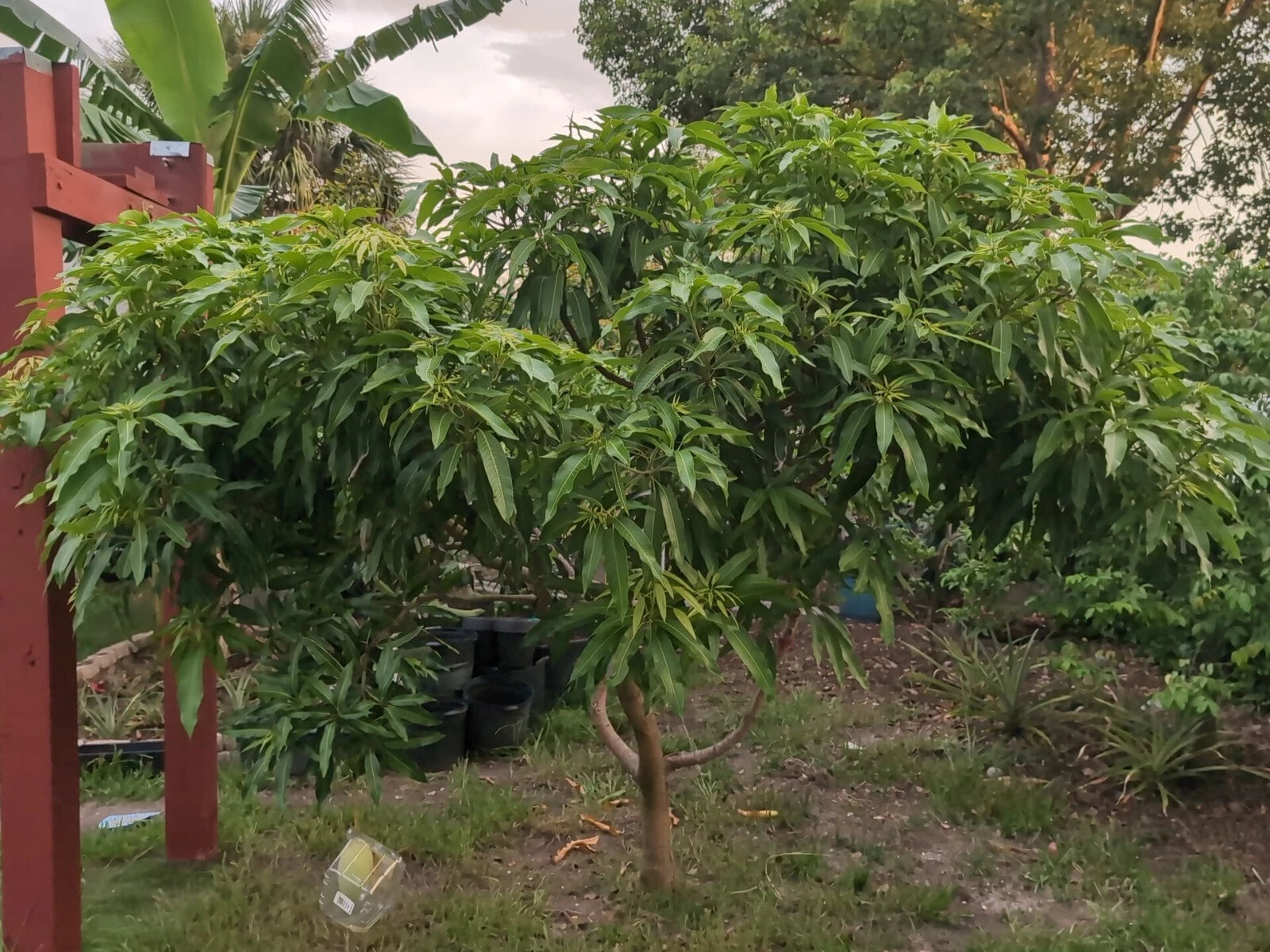 Mango Scion Grafting Cuttings - 3 Rosigold Bud Wood for Grafting ...