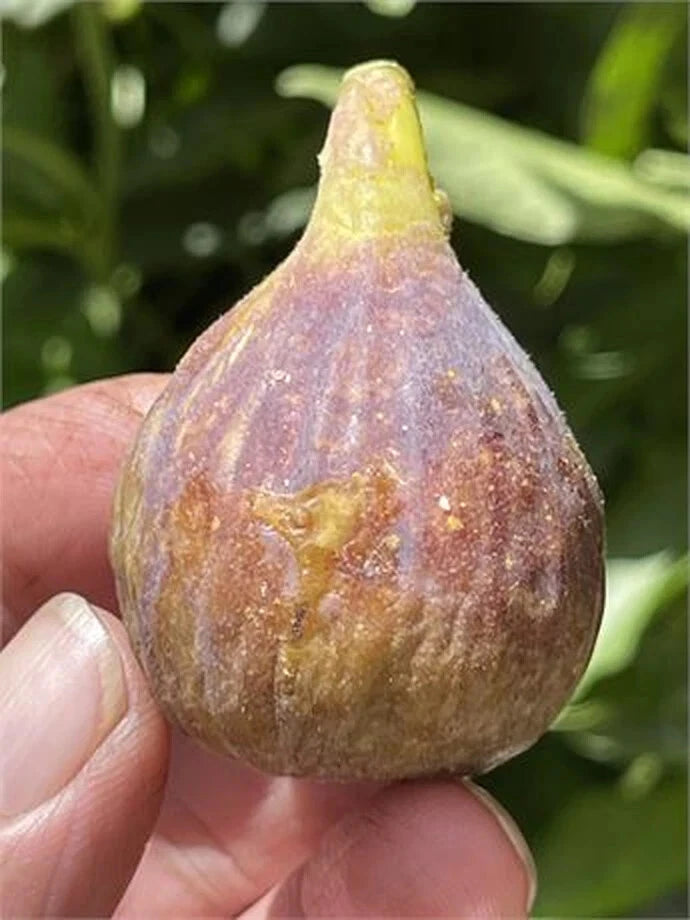 Fig Cutting - 8 Inch Dominick's Variety - Ficus carica – Jayme Garden