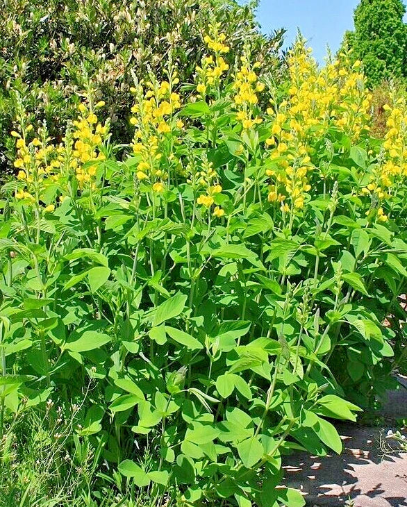 Yellow Indigo Seeds - 50 Pack, Baptisia sphaerocarpa, Hardy Perennial ...