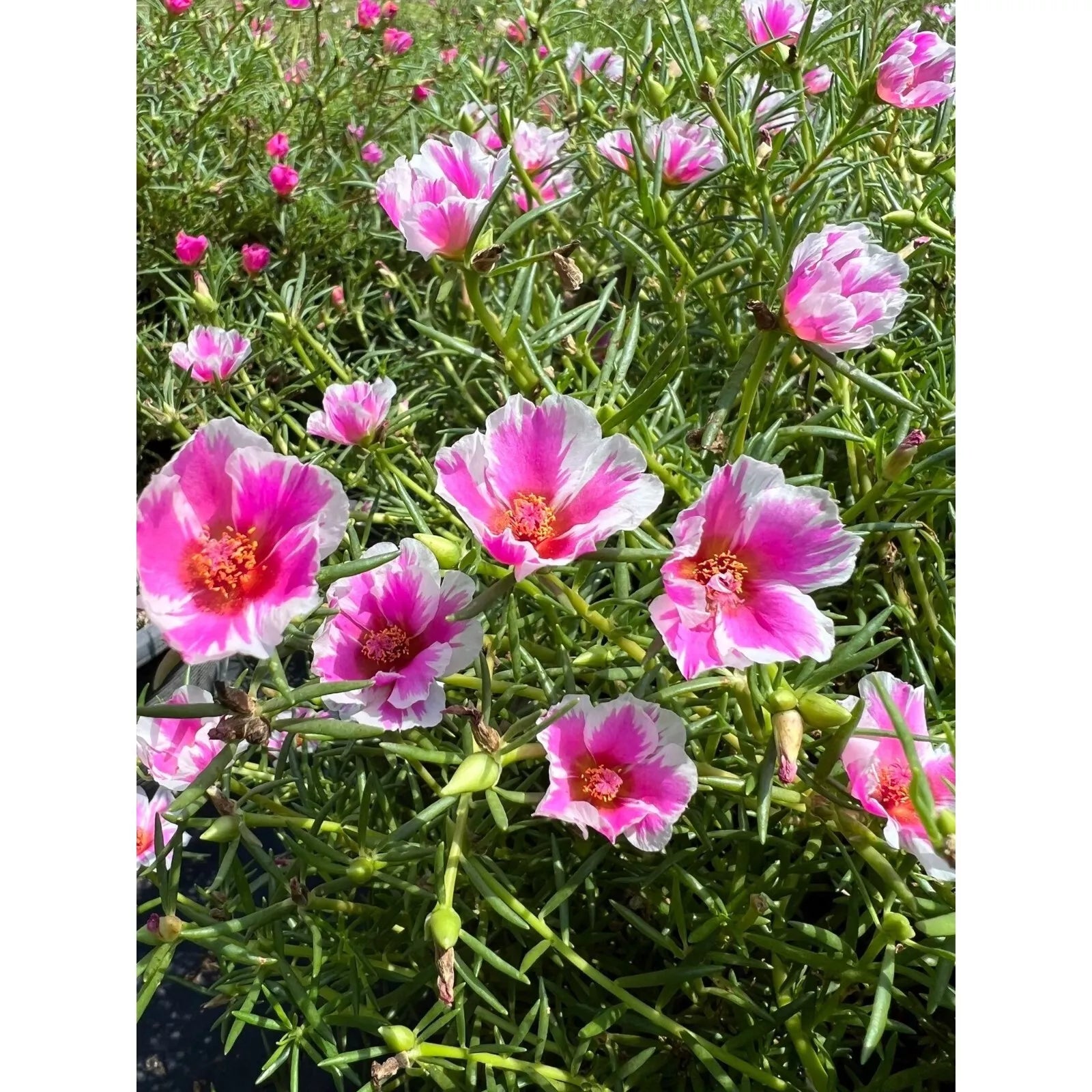 Pinky Star Cuttings - Portulaca grandiflora - Succulent Variety - Colo ...