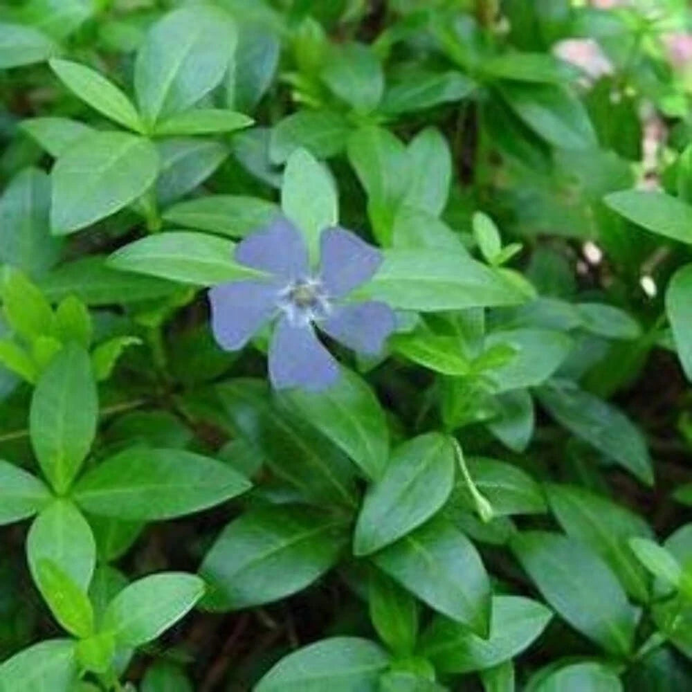 Vinca Minor Plants - Bare-root Ground Cover - Periwinkle - Vinca minor ...