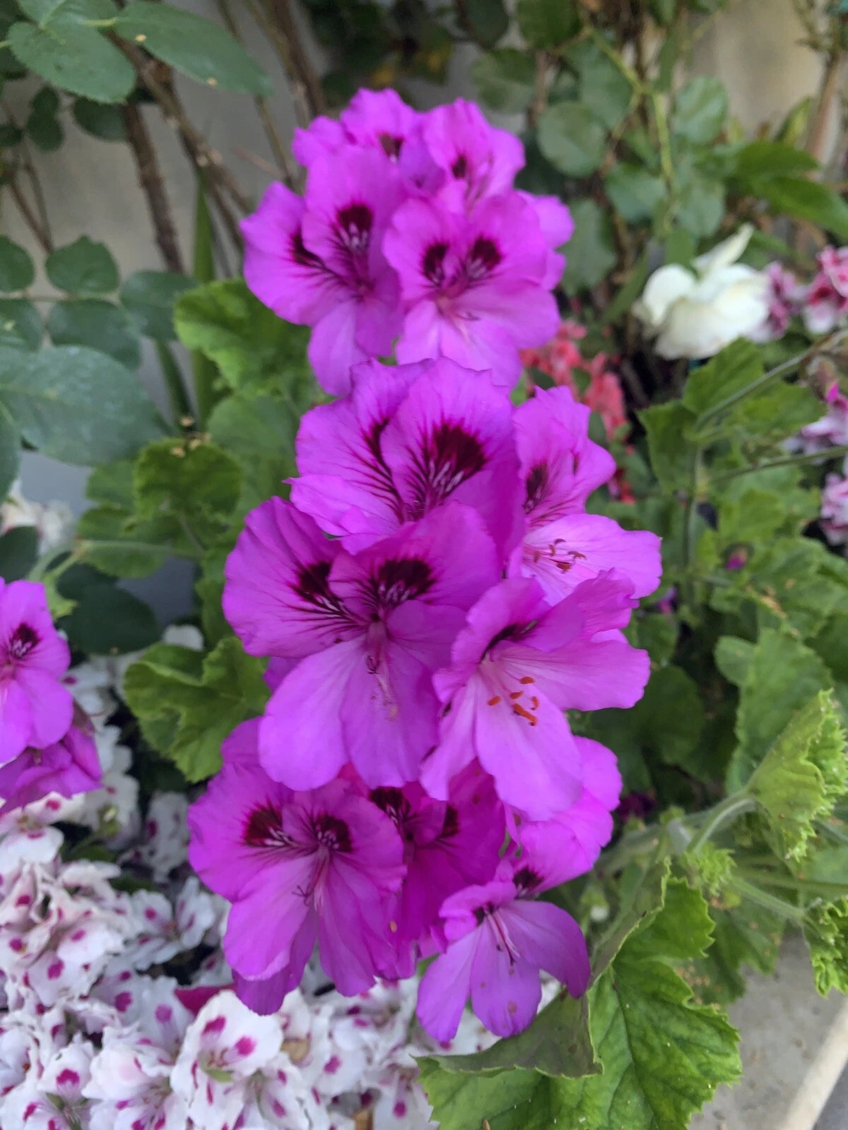 Live Lavender Geranium Plant in 3” Pot, Pelargonium, Beautiful Indoor ...