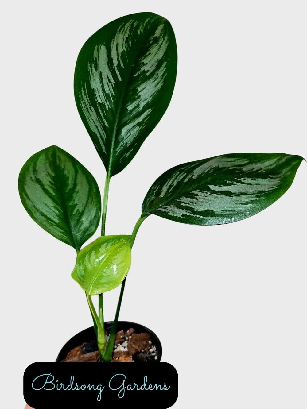 Scindapsus Officinalis Plant in 4" Pot - Rarely Offered Indoor ...