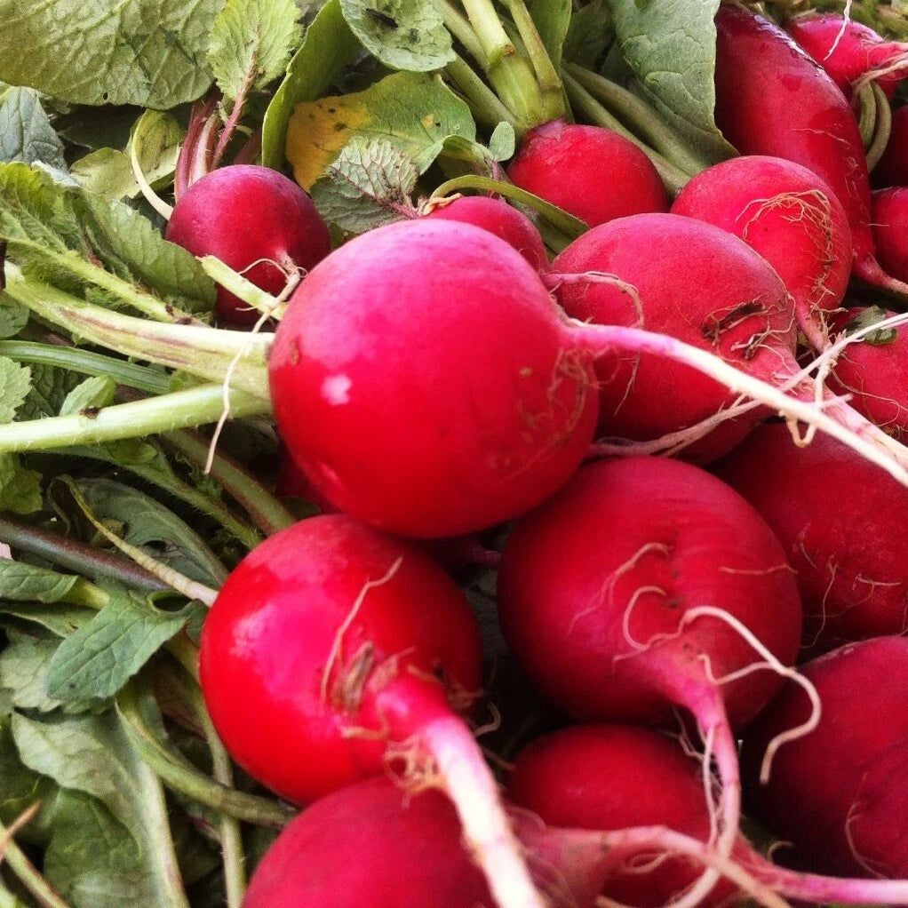 Crimson Giant Radish Seeds - Red German Daikon - Raphanus sativus ...