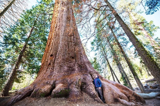 Giant Sequoia Tree Seeds - 40 California Redwood Seeds - Sequoiadendron ...