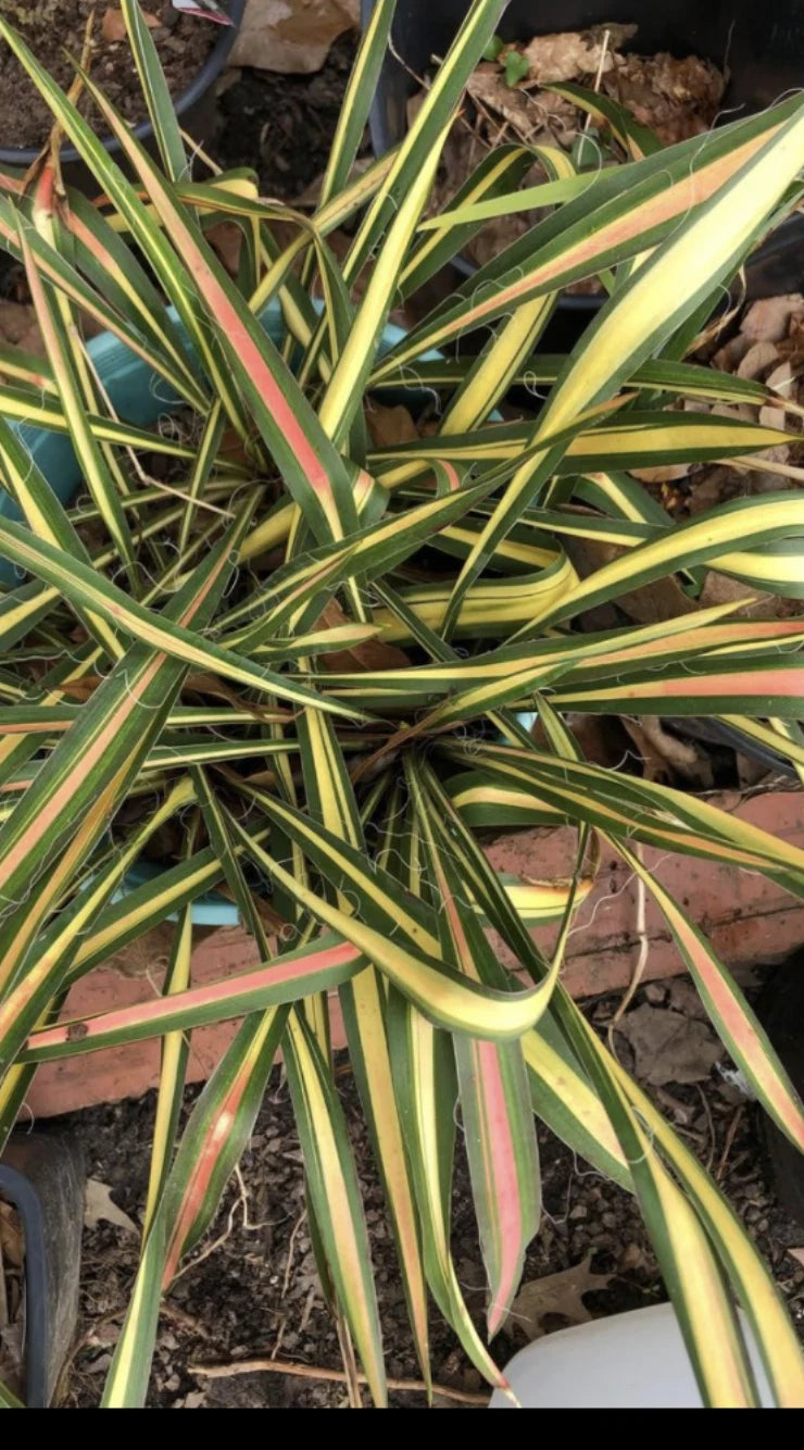 Variegated Yucca Plant - Small Bareroot - Yucca filamentosa 'Color Gua ...